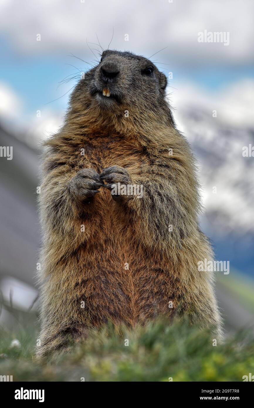 Munggen hi-res stock photography and images - Alamy