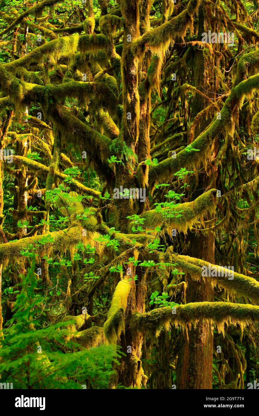 a exterior picture of an Pacific Northwest rainforest Stock Photo - Alamy