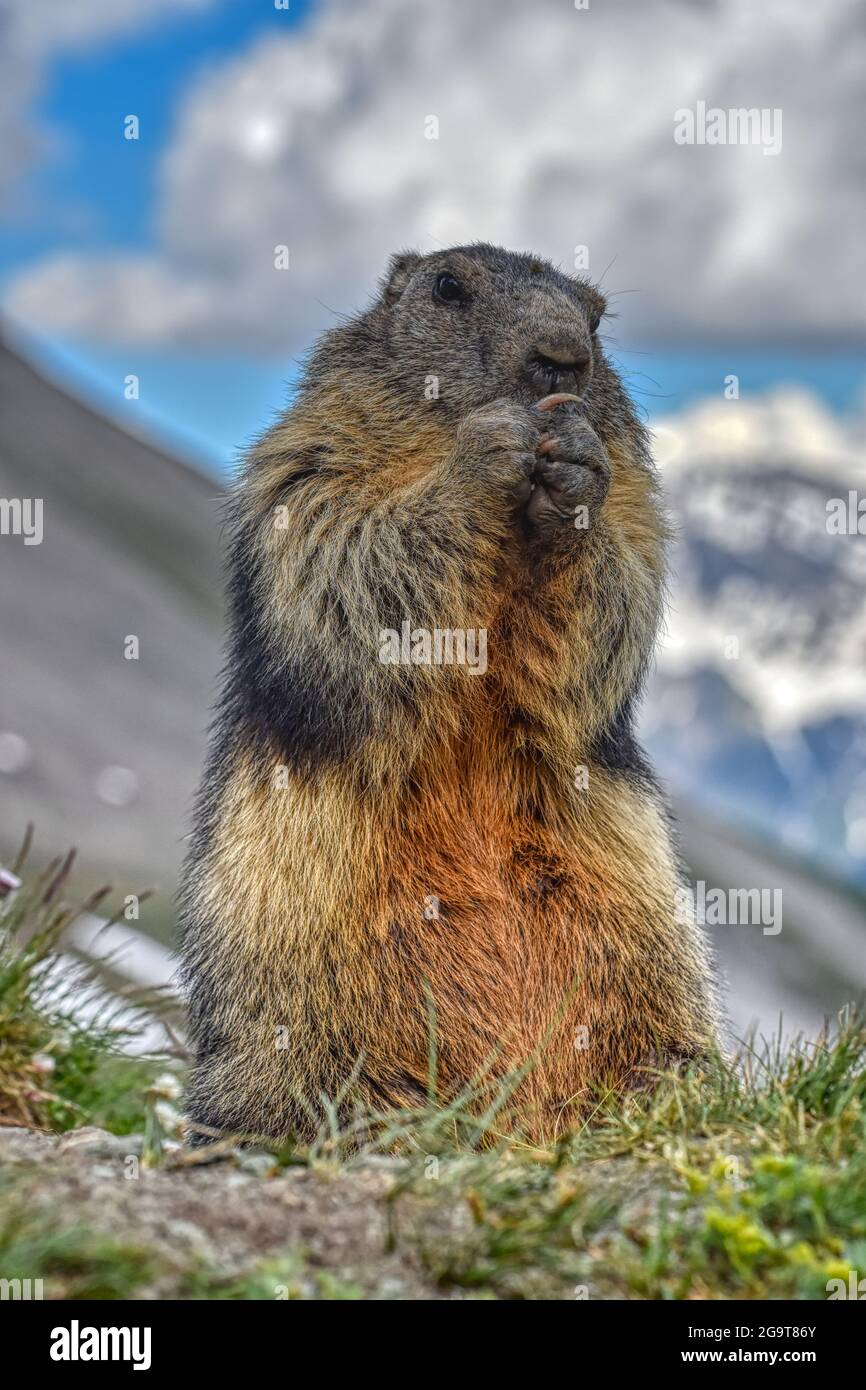 Munggen hi-res stock photography and images - Alamy