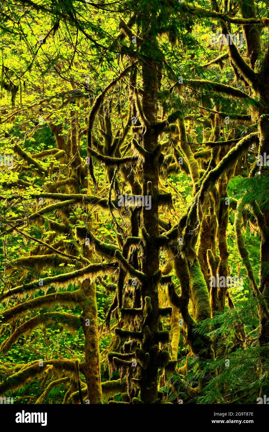 a exterior picture of an Pacific Northwest rainforest Stock Photo - Alamy