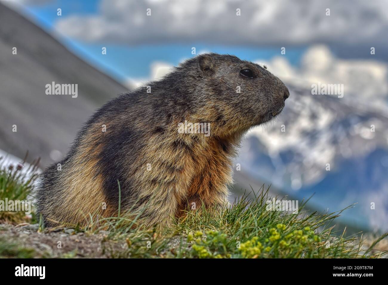 Murmeltier, Murmeltiere, Mankei, Munggen, Nagetier, Erdhörnchen ...