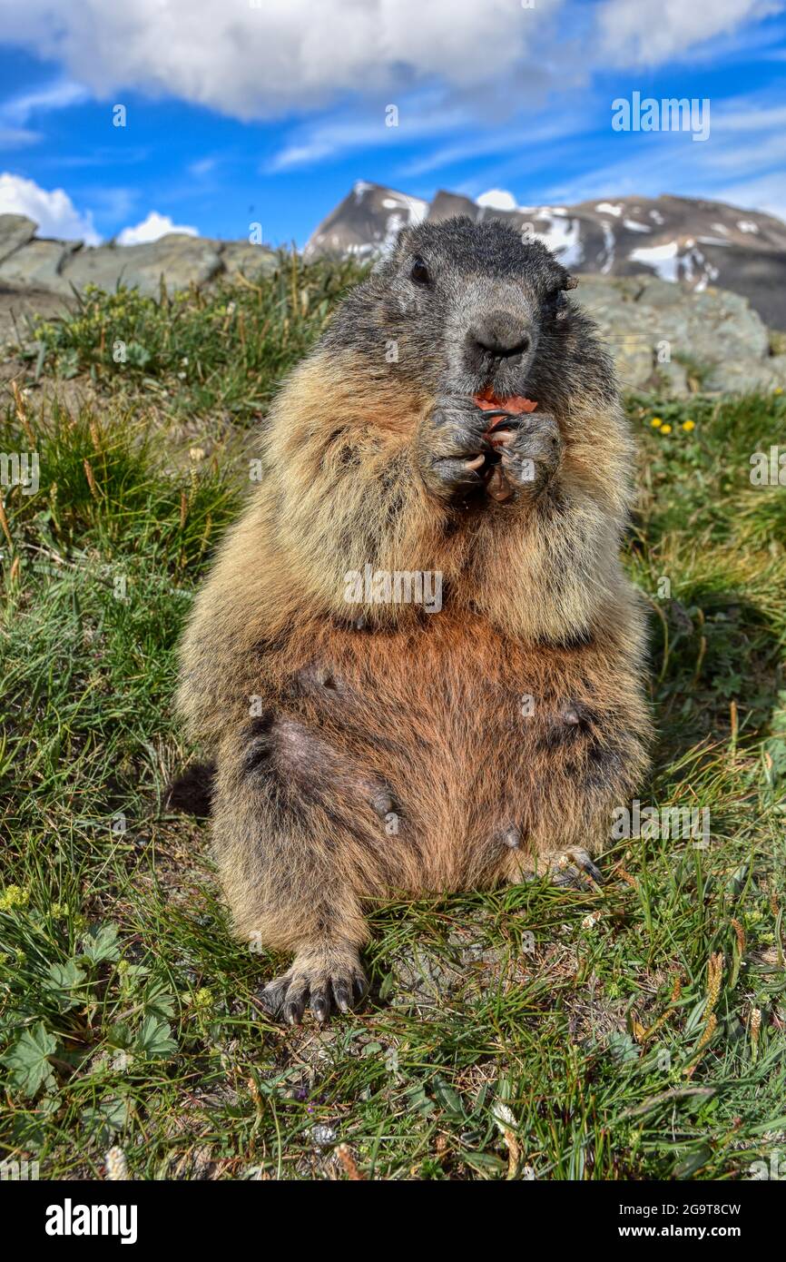 Murmeltier, Murmeltiere, Mankei, Munggen, Nagetier, Erdhörnchen ...