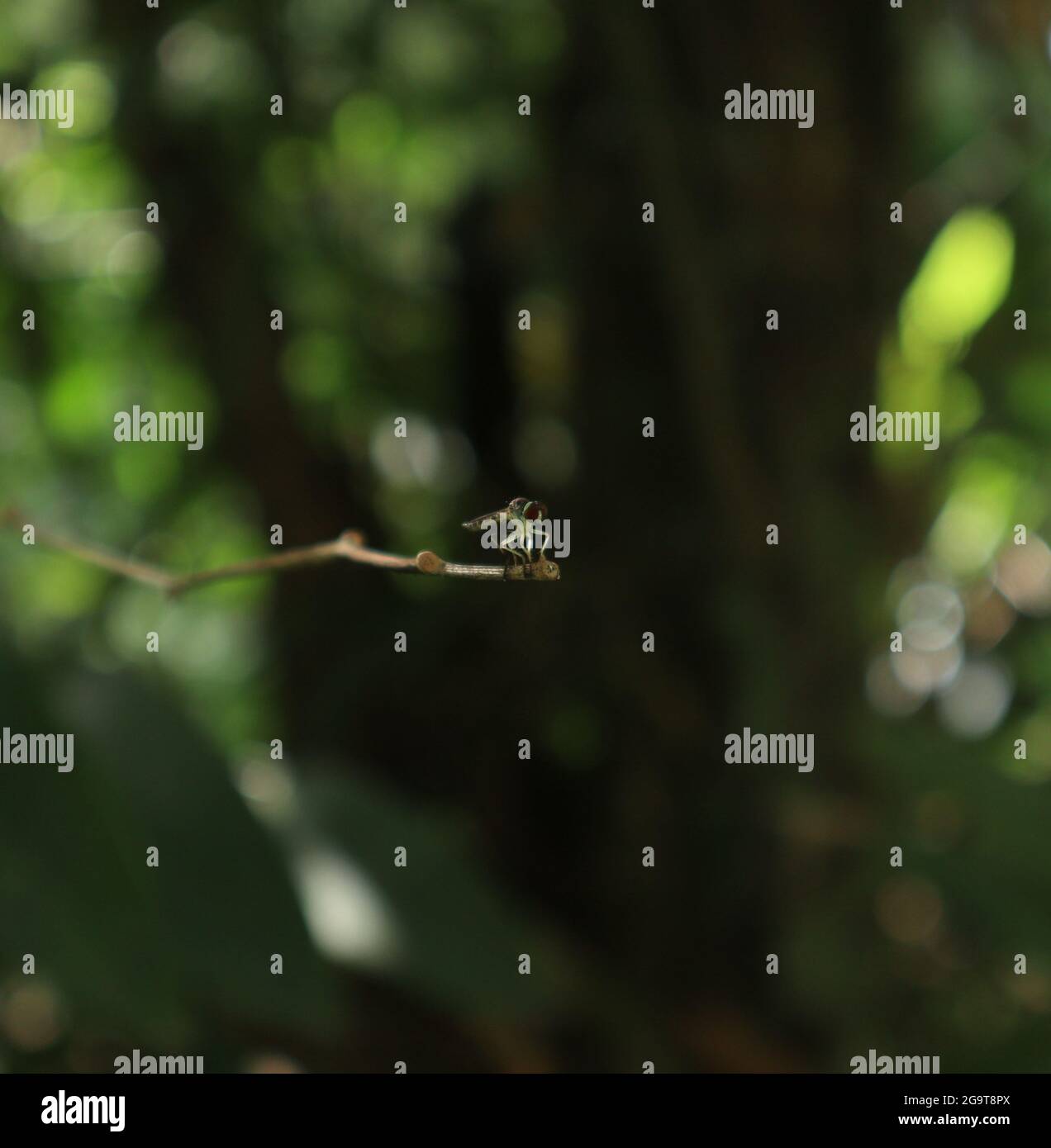 A red eyed rare tiny predator fly on the tip of a dry stick Stock Photo ...