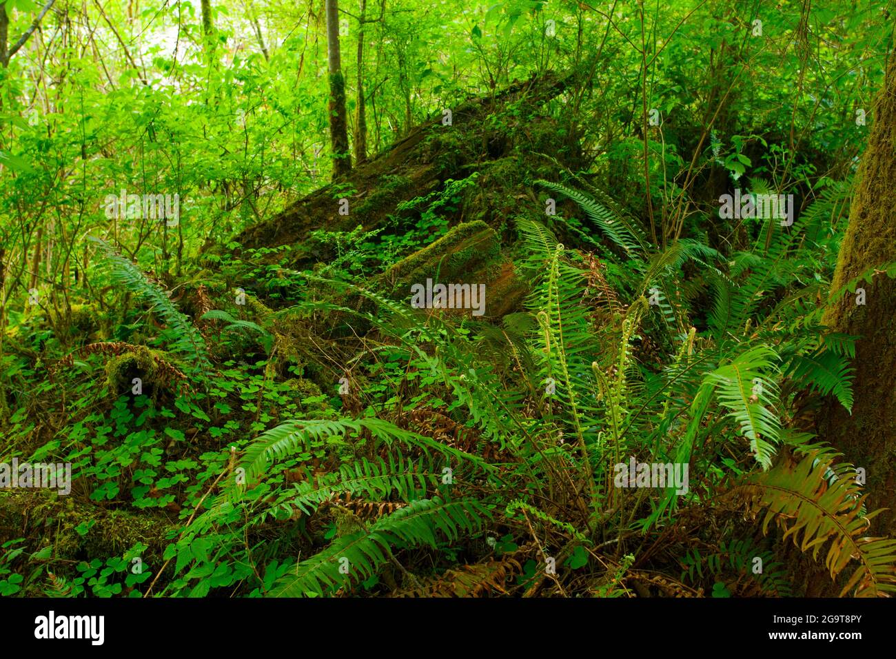 a exterior picture of an Pacific Northwest rainforest Stock Photo - Alamy