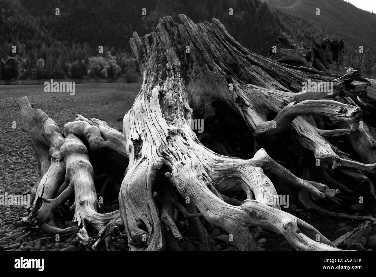 a exterior picture of an Pacific Northwest forest with conifer tree ...