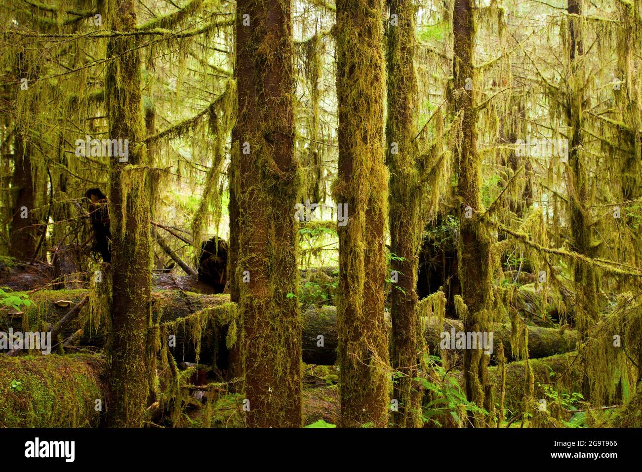 a exterior picture of an Pacific Northwest rainforest Stock Photo - Alamy