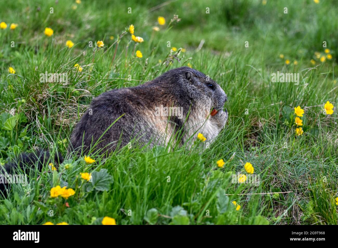 Sonnen alm hi-res stock photography and images - Alamy