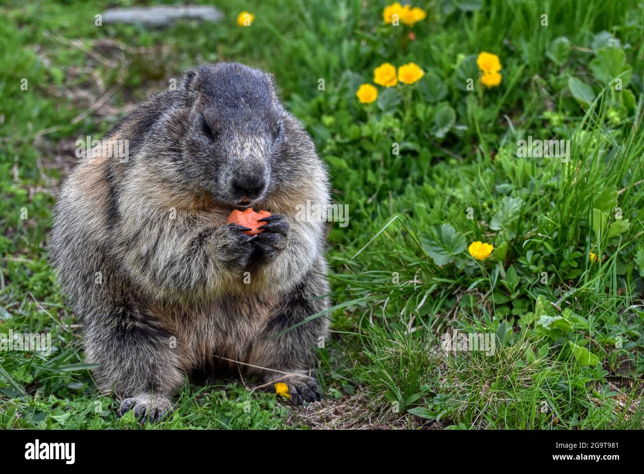 Alpenmurmeltier grossglockner hi-res stock photography and images - Alamy