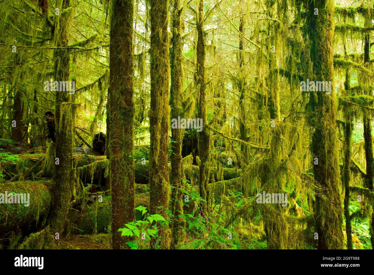 a exterior picture of an Pacific Northwest rainforest Stock Photo - Alamy