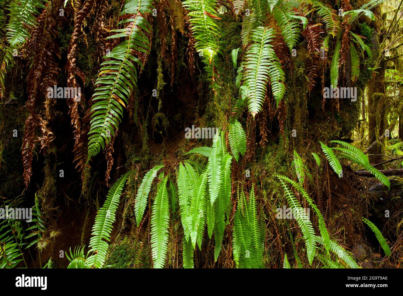 a exterior picture of an Pacific Northwest rainforest with Sword ferns ...