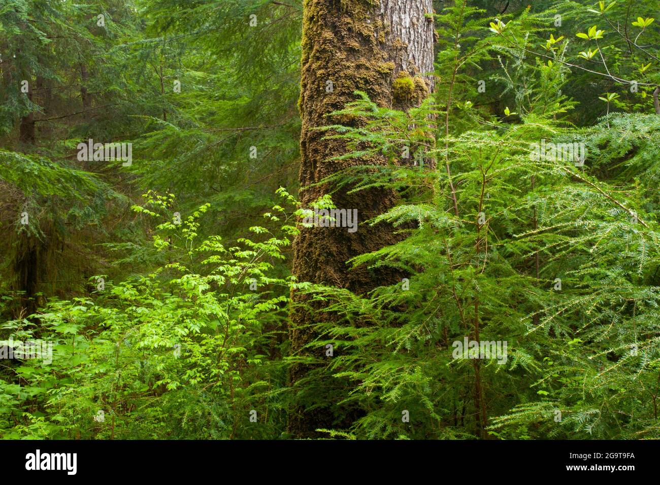 a exterior picture of an Pacific Northwest rainforest with Hemlock ...