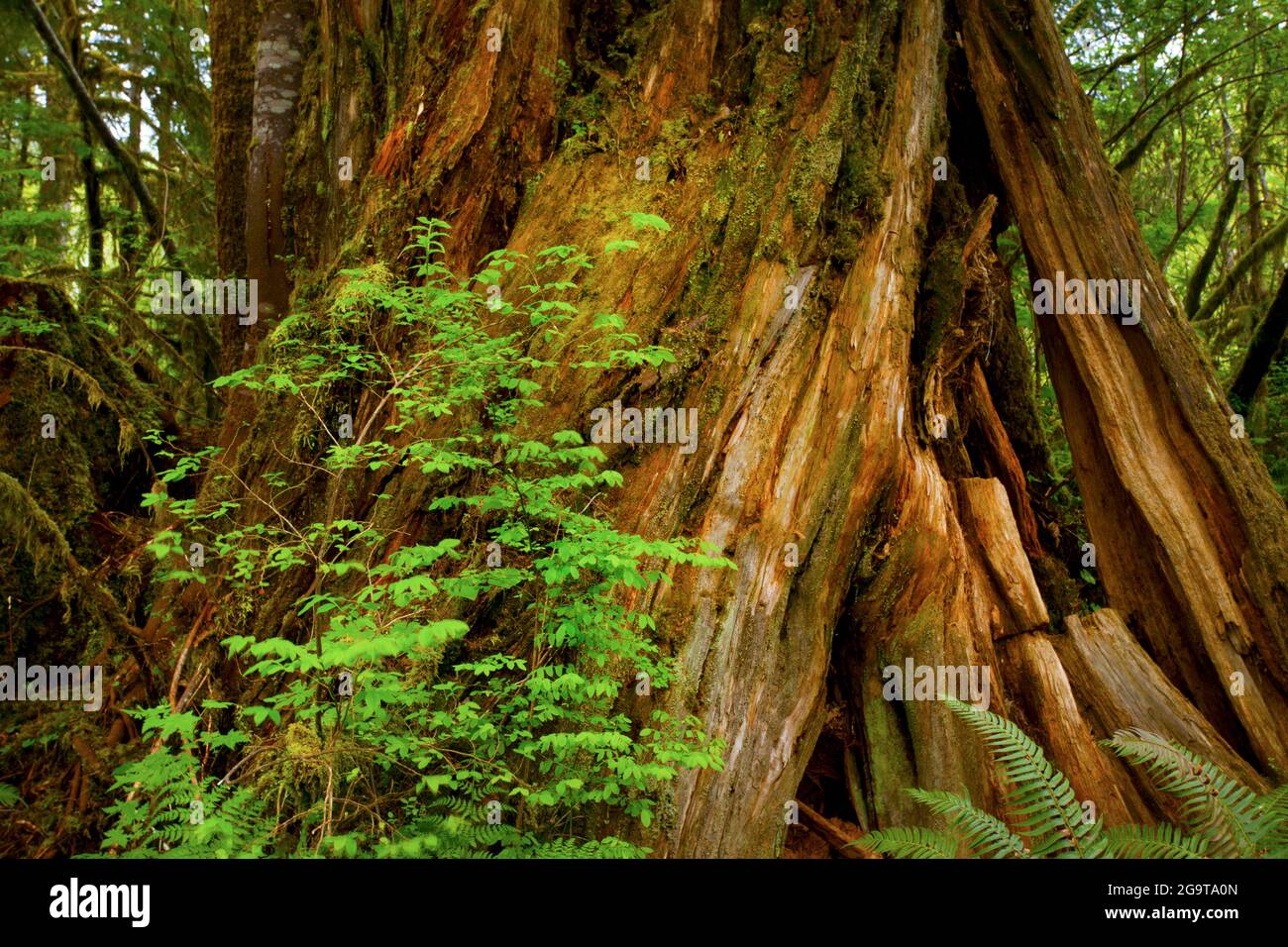 a exterior picture of an Pacific Northwest rainforest with conifer ...