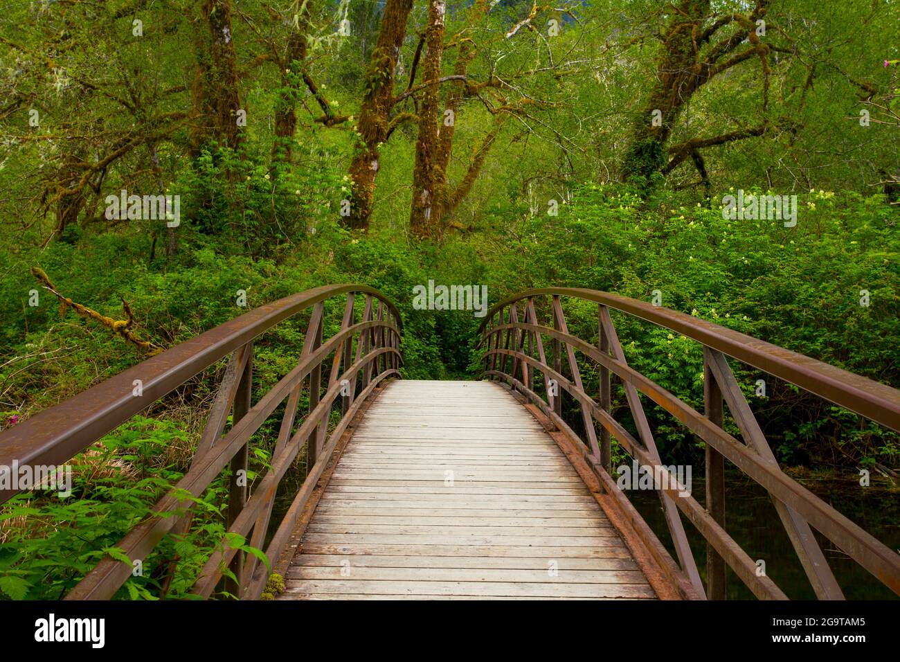 a exterior picture of an Pacific Northwest rainforest foot bridge Stock ...