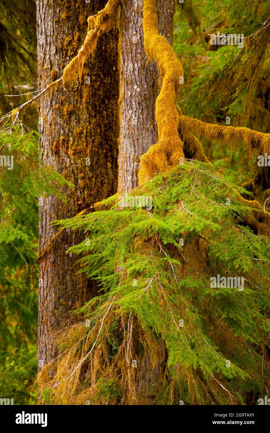 a exterior picture of an Pacific Northwest rainforest with Hemlock ...
