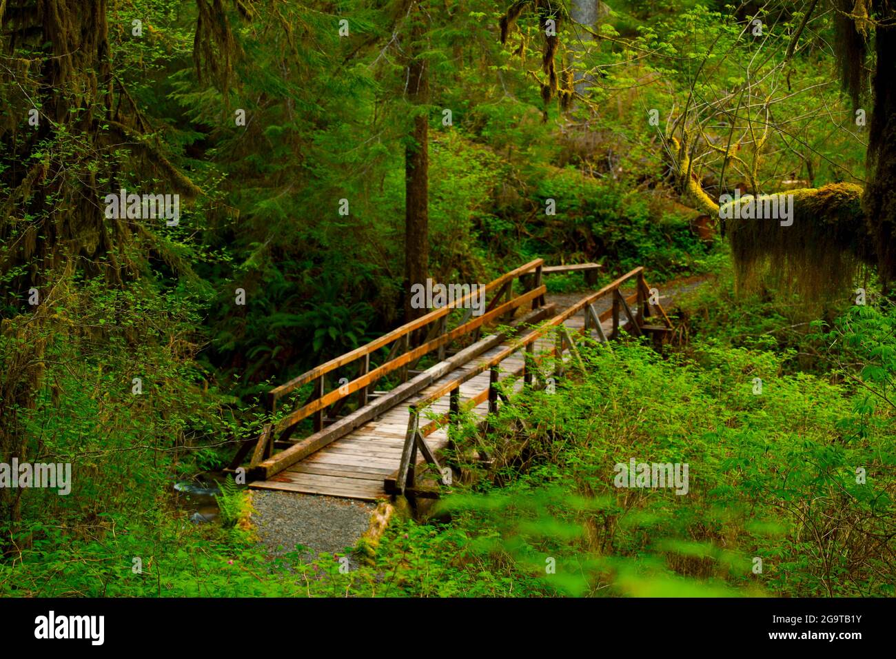 a exterior picture of an Pacific Northwest rainforest foot bridge Stock ...