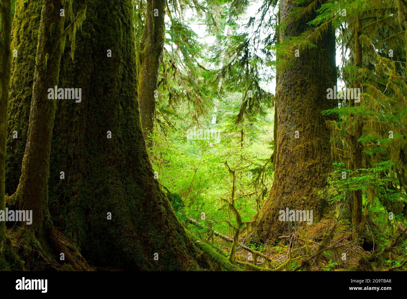 a exterior picture of an Pacific Northwest rainforest with old growth ...