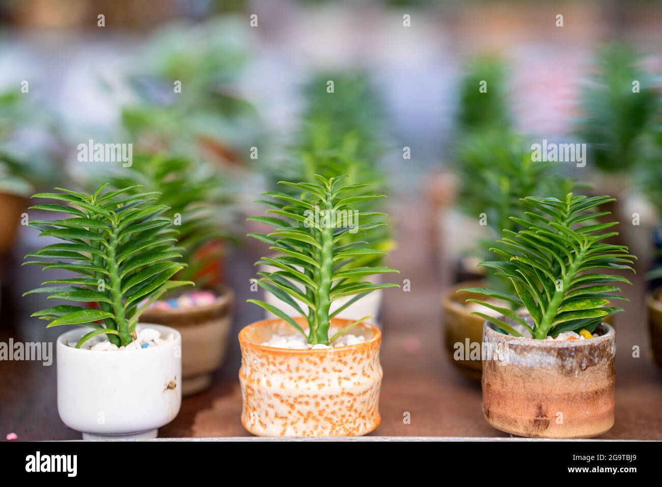 Bunch of mini potted plants Stock Photo - Alamy