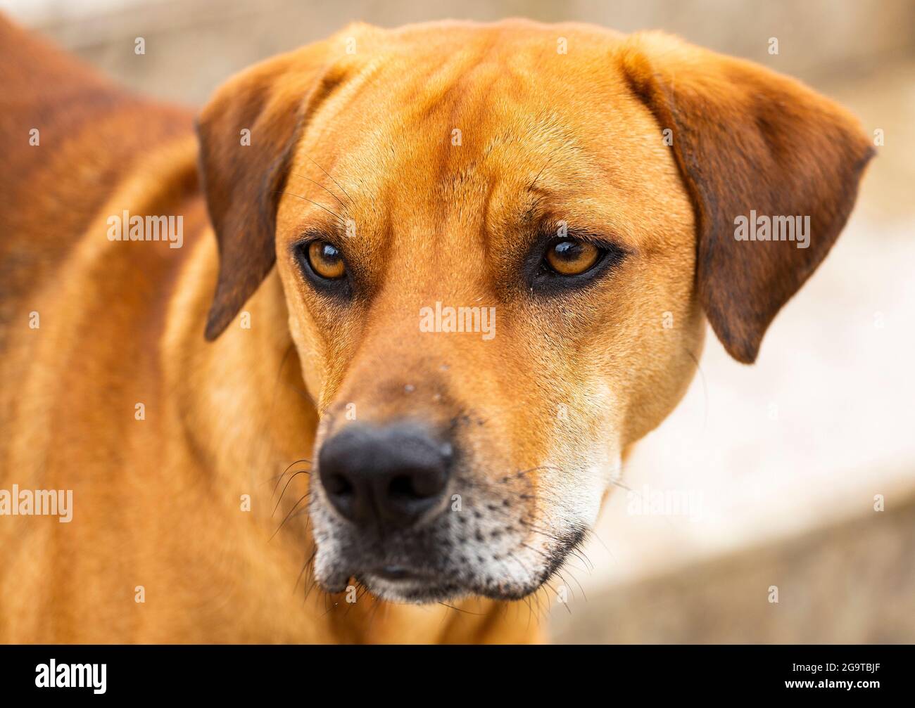 Creole dog close up - Adorable stray pet Stock Photo - Alamy