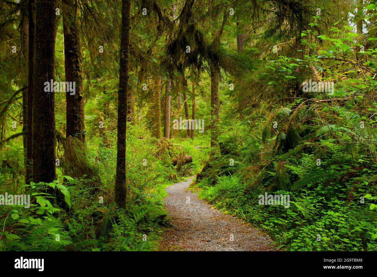 a exterior picture of an Pacific Northwest rainforest trail Stock Photo ...
