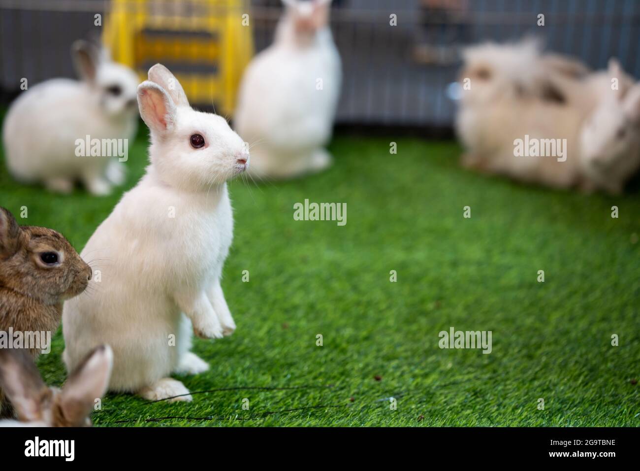 Group of baby rabbits hi-res stock photography and images - Alamy