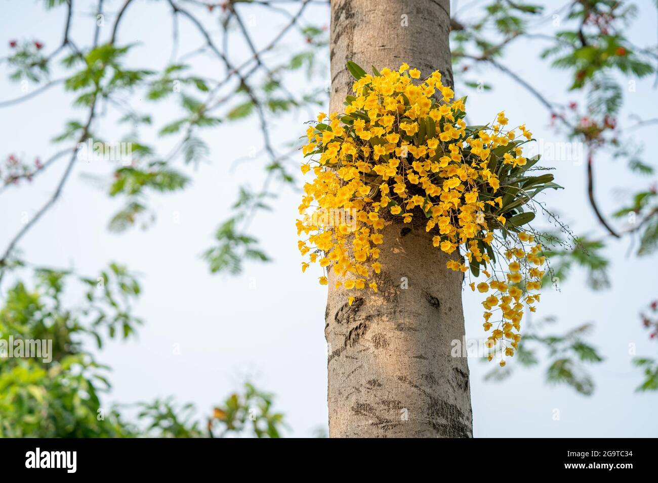 Yellow blooming branch on a Mudgee wattle tree Stock Photo - Alamy