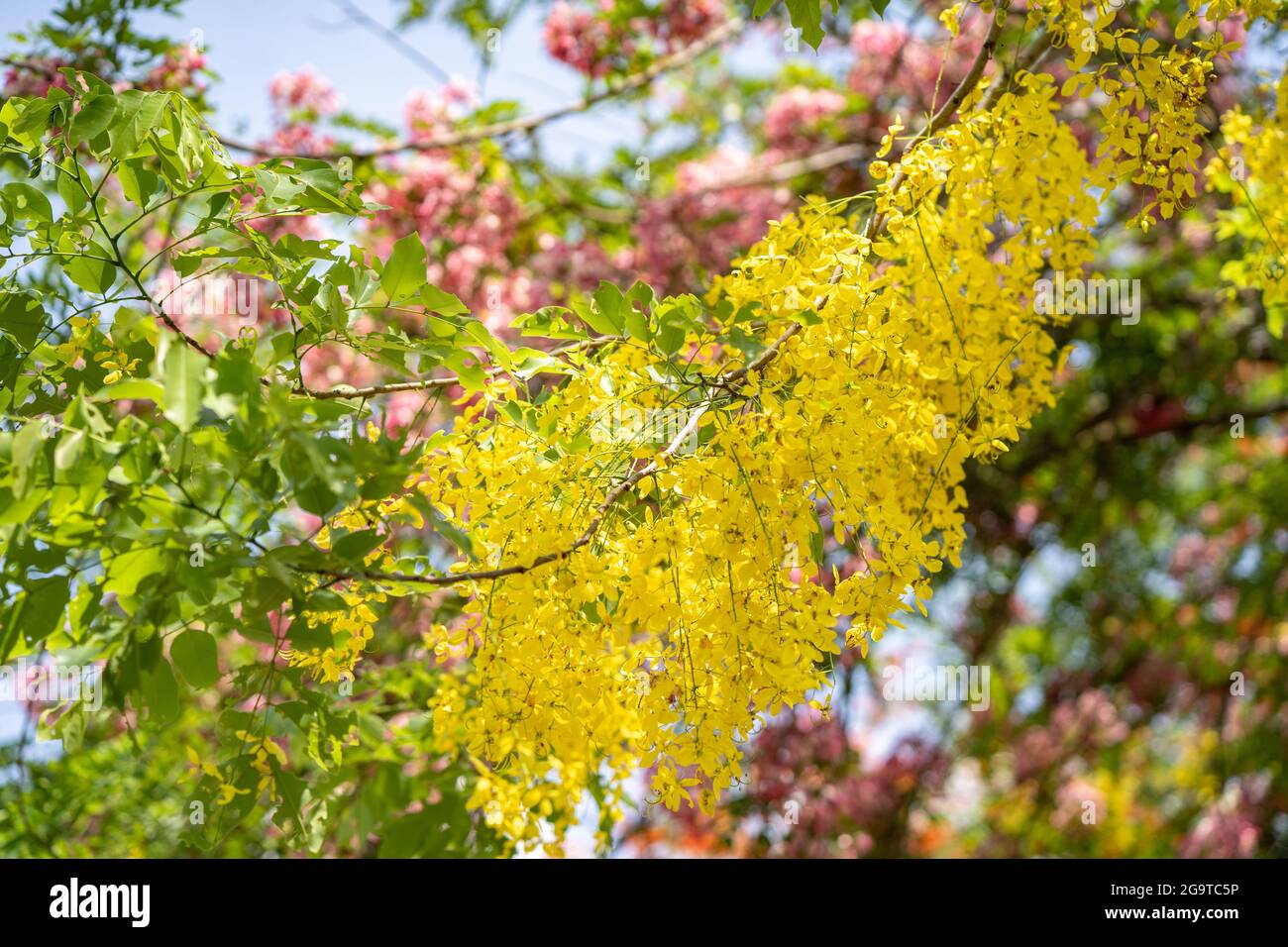 Mudgee wattle hi-res stock photography and images - Alamy