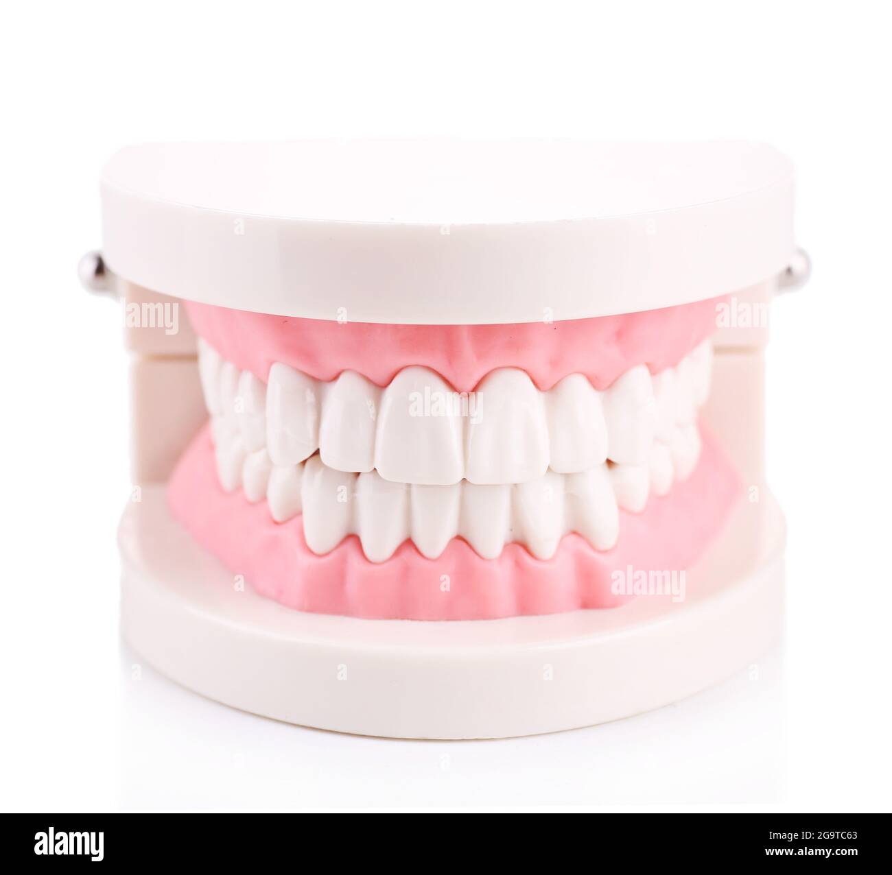 Plastic human teeth models isolated on white Stock Photo - Alamy