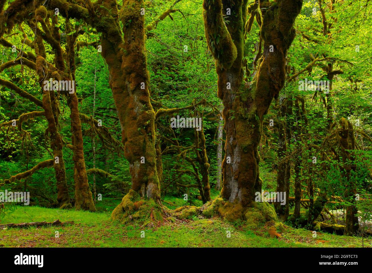 a exterior picture of an Pacific Northwest rainforest Stock Photo - Alamy