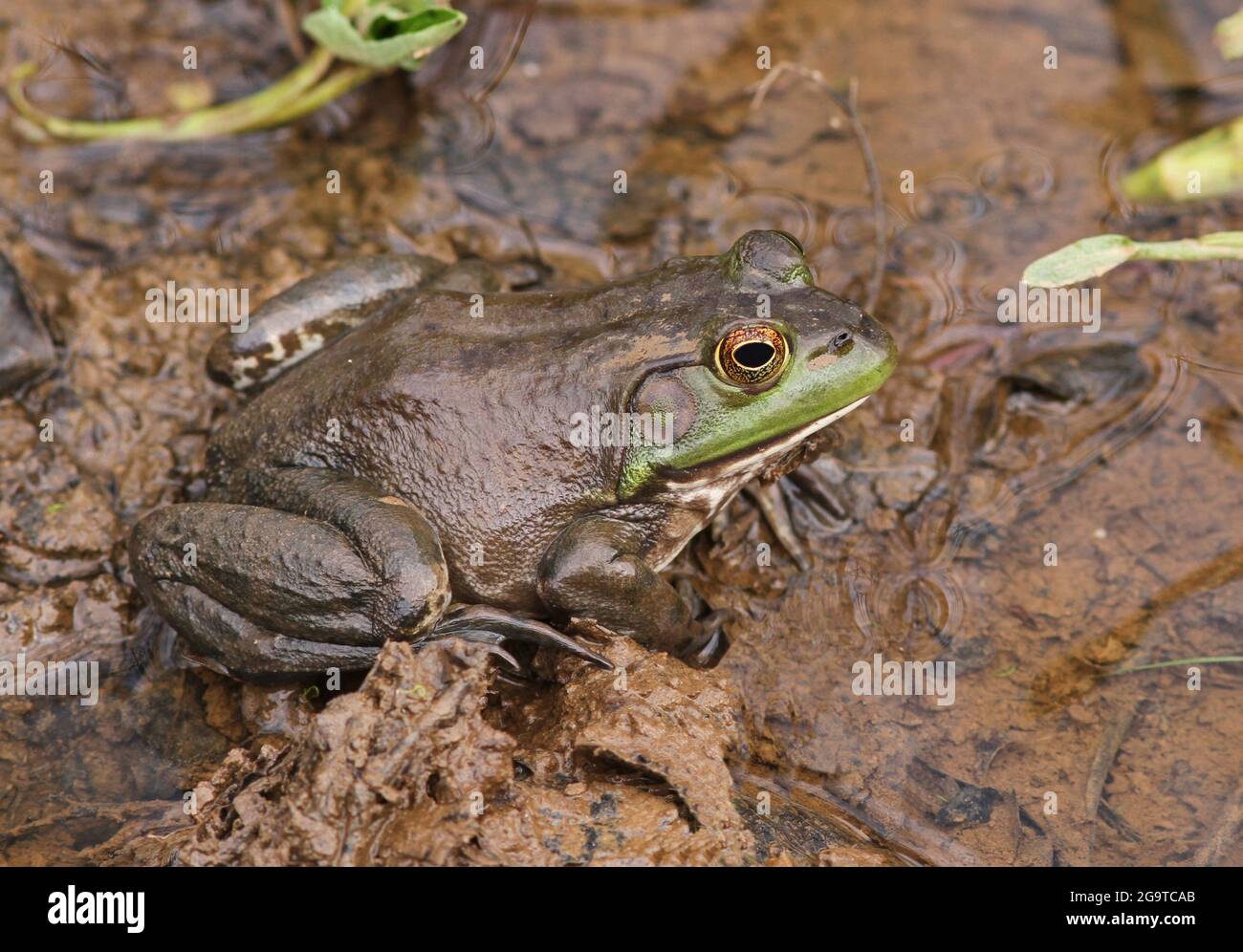 Bullfrog Sitting in a Wetland Habitat with Water and Green Plants Stock ...