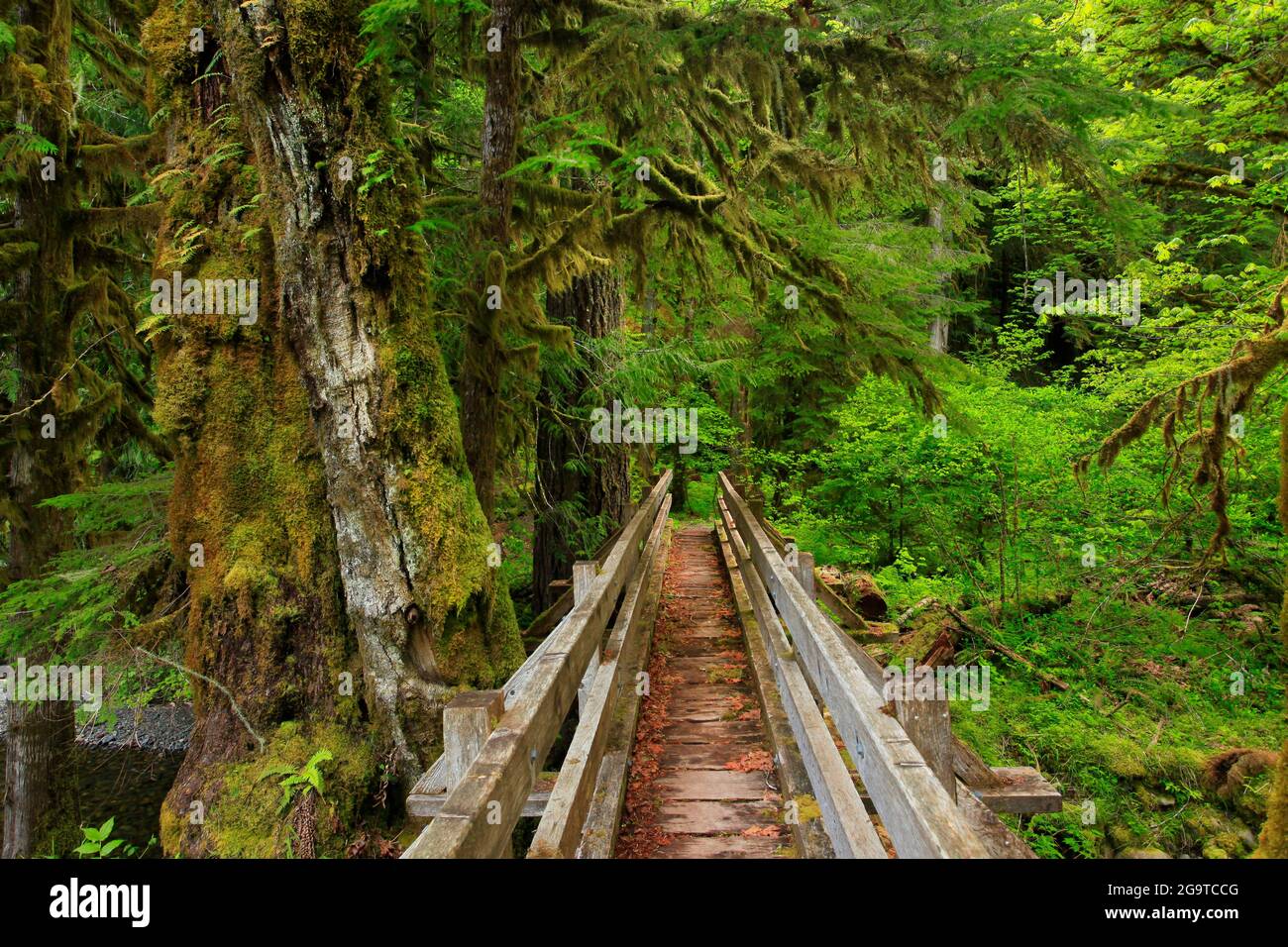 a exterior of an Pacific Northwest forest trail Stock Photo - Alamy