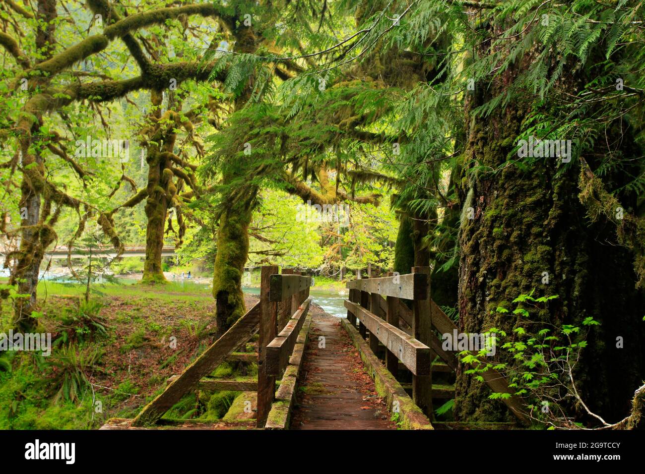 a exterior picture of an Pacific Northwest rainforest foot bridge Stock ...