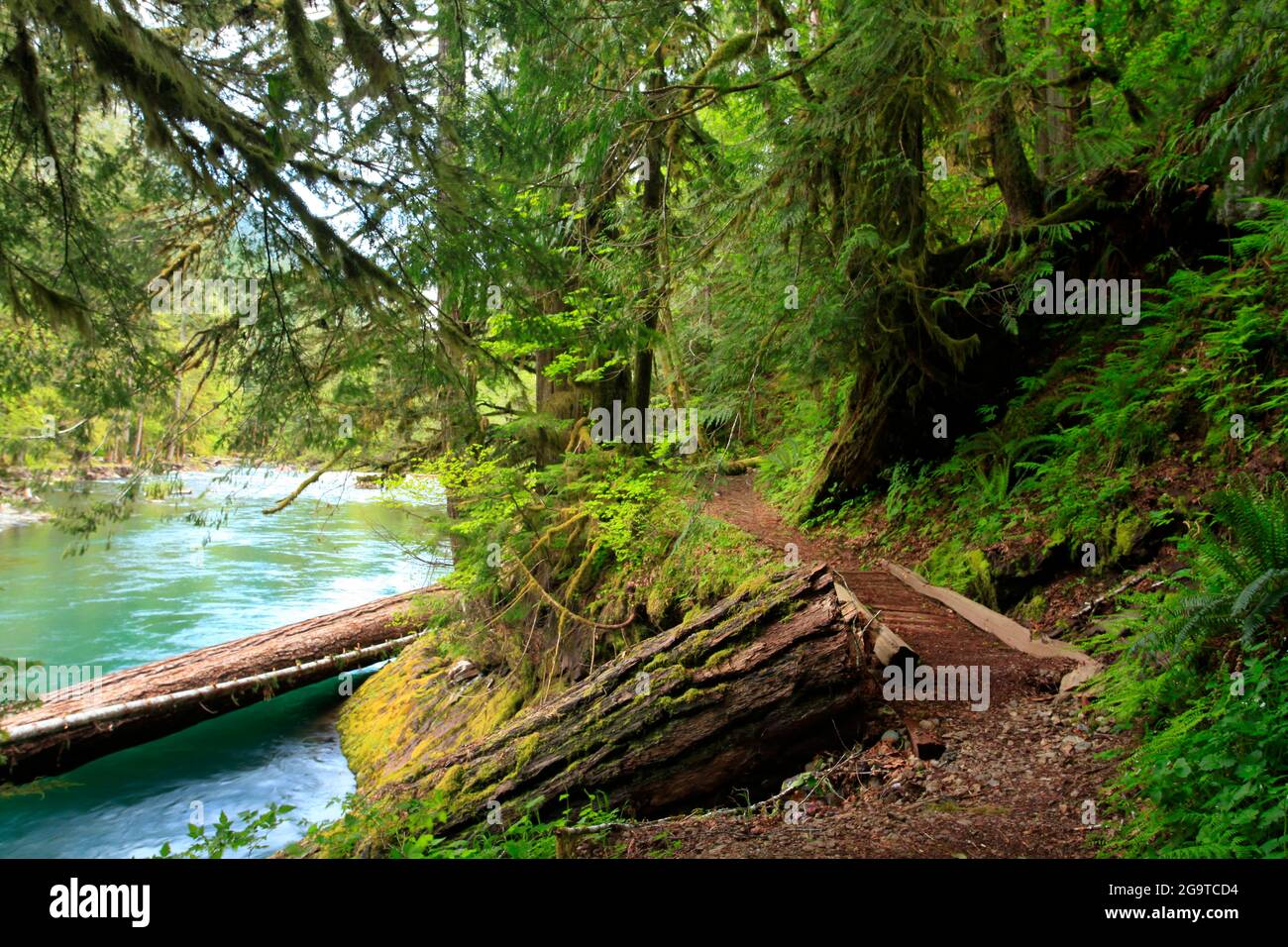 a exterior picture of an Pacific Northwest rainforest trail Stock Photo ...