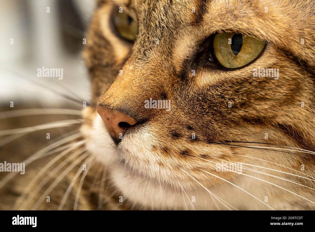 Closeup shot of an adorable cat grumpy face with stripes Stock Photo ...