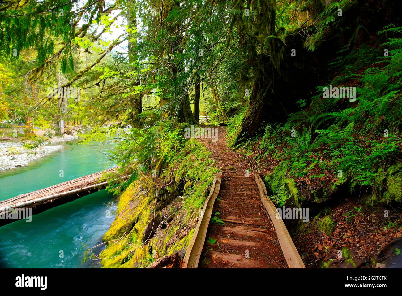 a exterior picture of an Pacific Northwest rainforest foot bridge Stock ...
