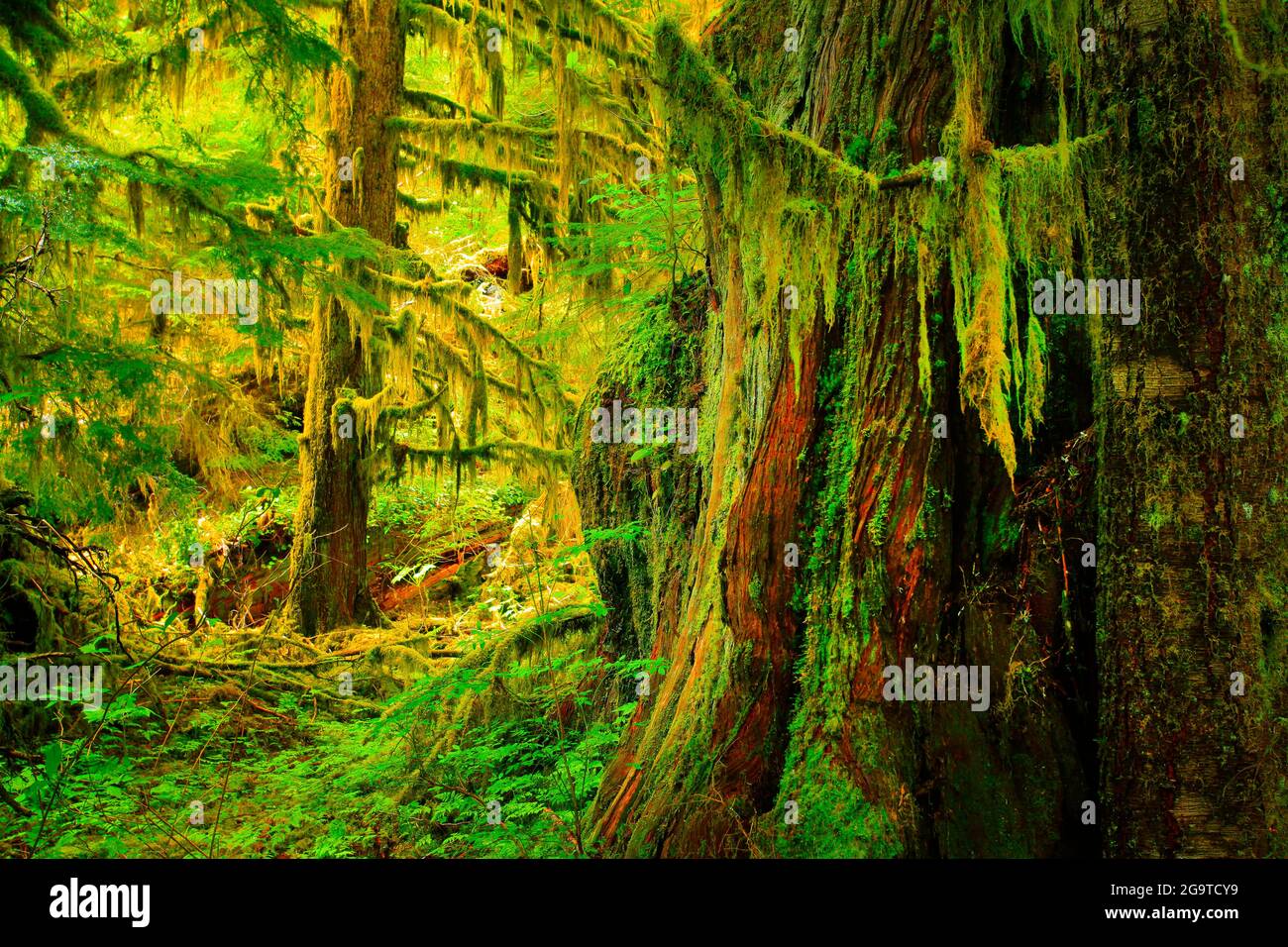 a exterior picture of an Pacific Northwest rainforest Stock Photo - Alamy