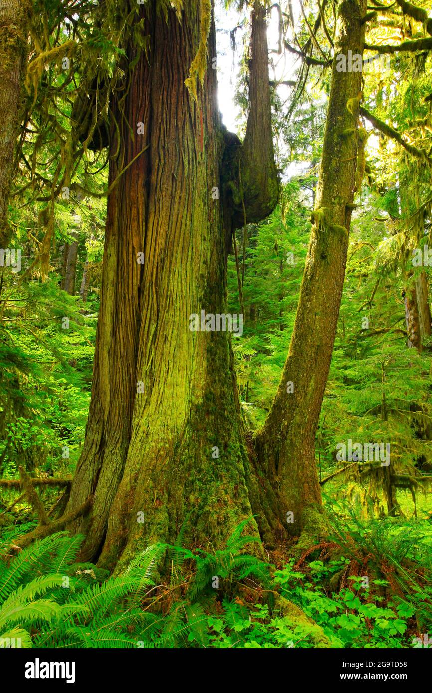 a exterior picture of an Pacific Northwest rainforest Stock Photo - Alamy