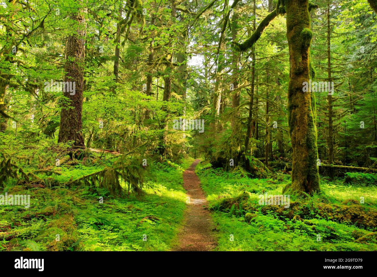 a exterior picture of an Pacific Northwest rainforest trail Stock Photo ...