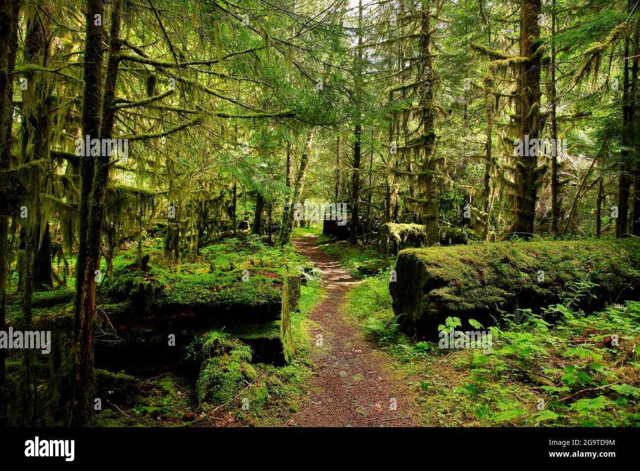 a exterior picture of an Pacific Northwest rainforest trail Stock Photo ...