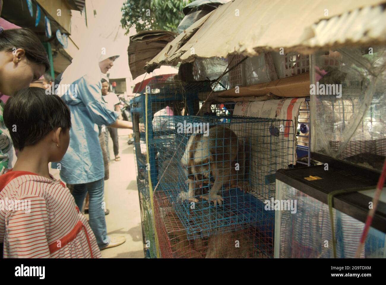 Exotic pet trade market asia hi-res stock photography and images - Alamy