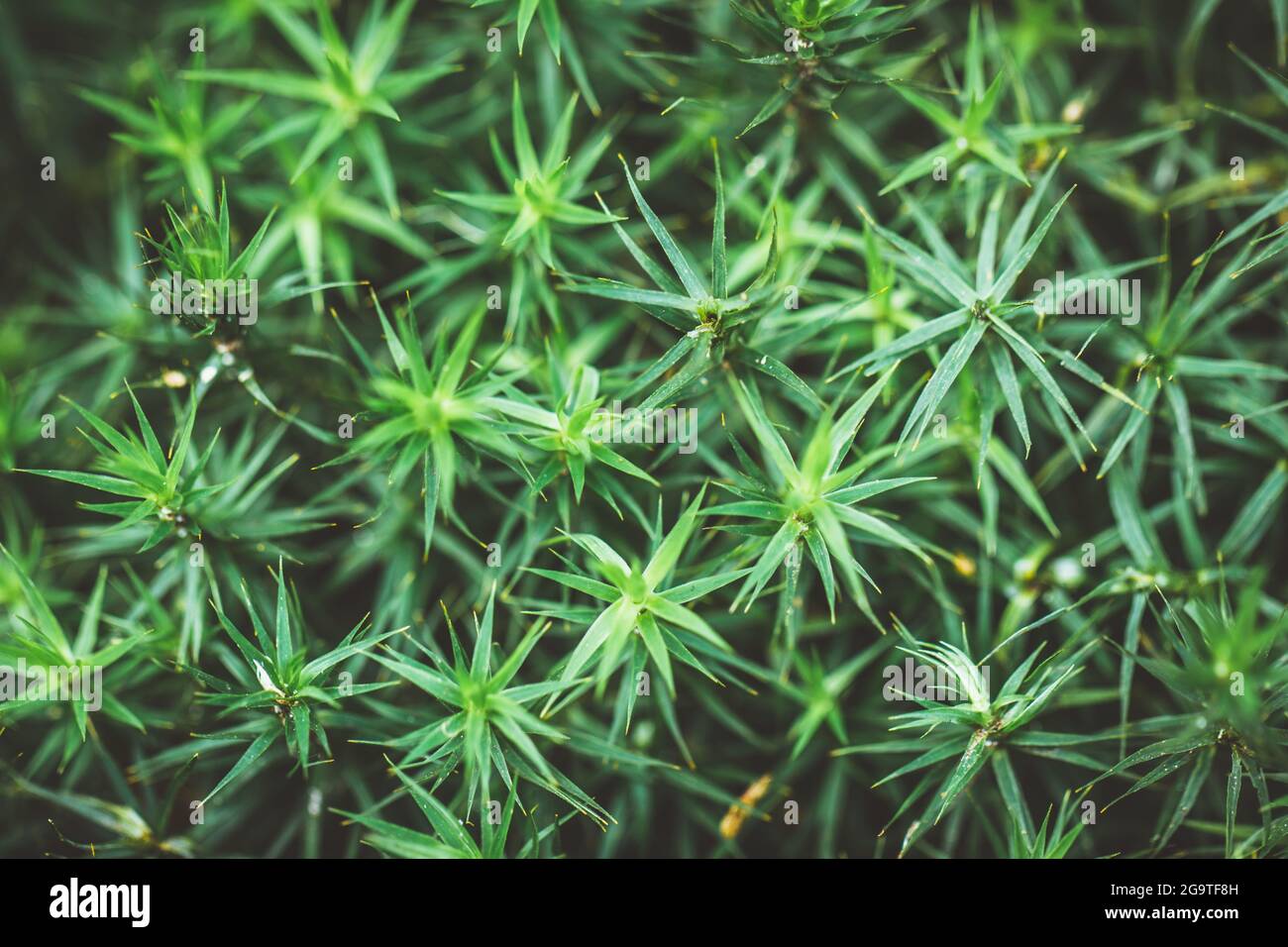 Close up of small green plant background. Natural leaves texture Stock ...