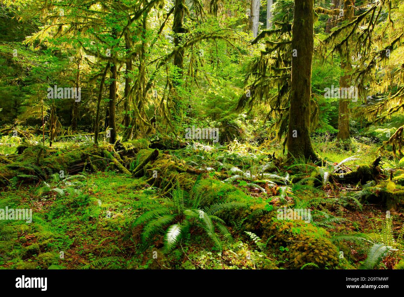 a exterior picture of an Pacific Northwest rainforest Stock Photo - Alamy