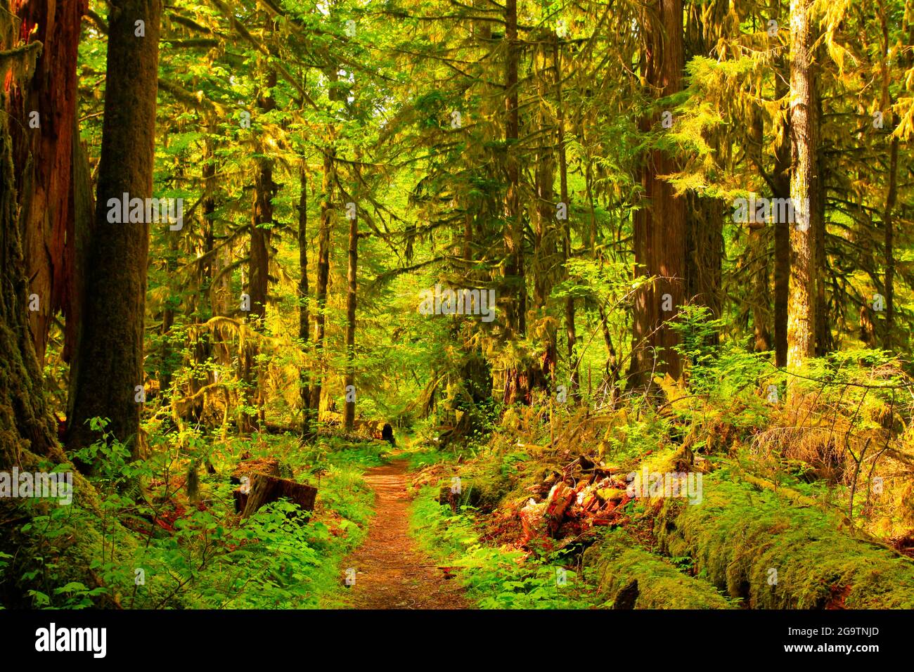 a exterior picture of an Pacific Northwest rainforest trail Stock Photo ...