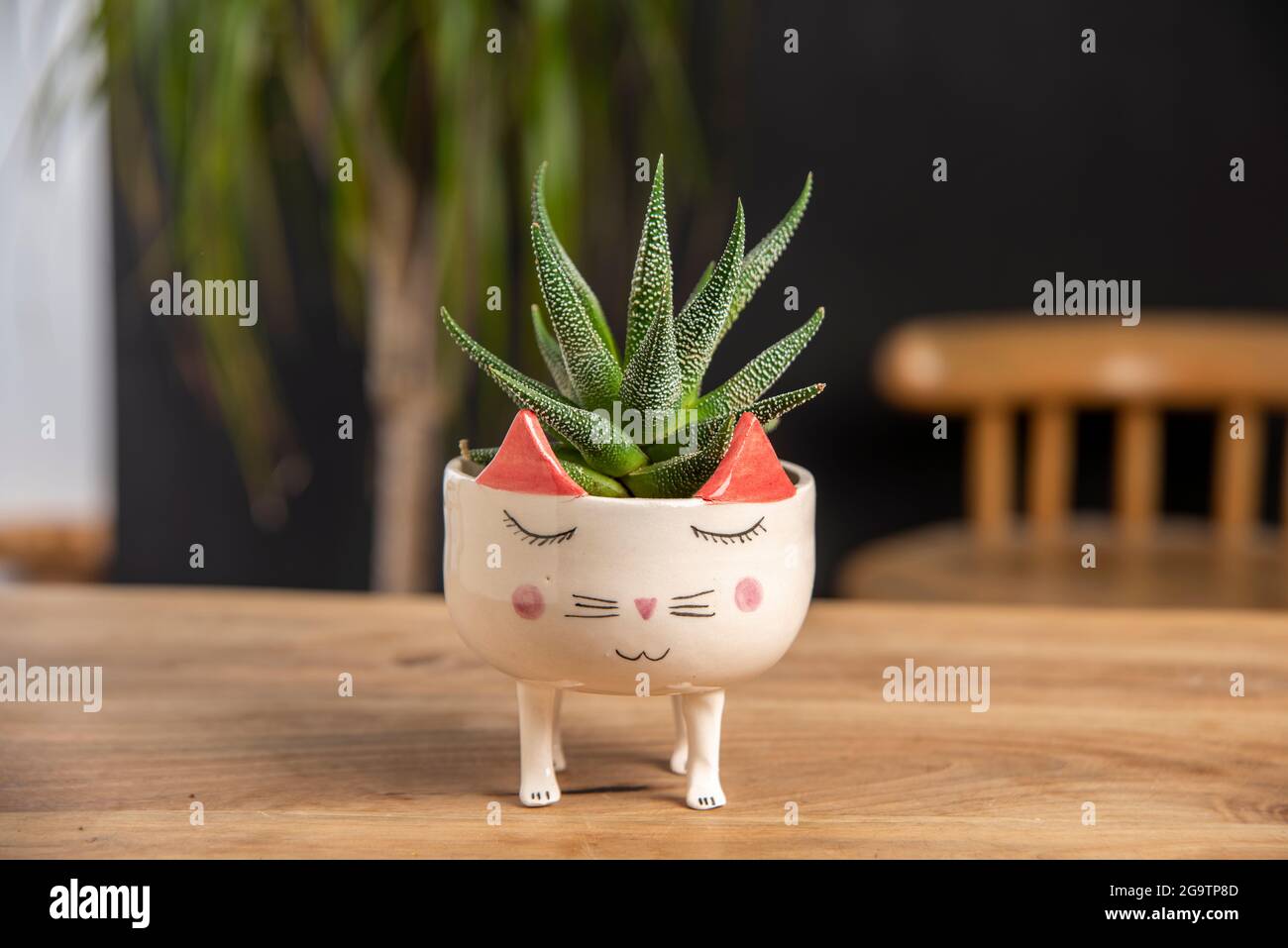 Easter cactus cat hi-res stock photography and images - Alamy