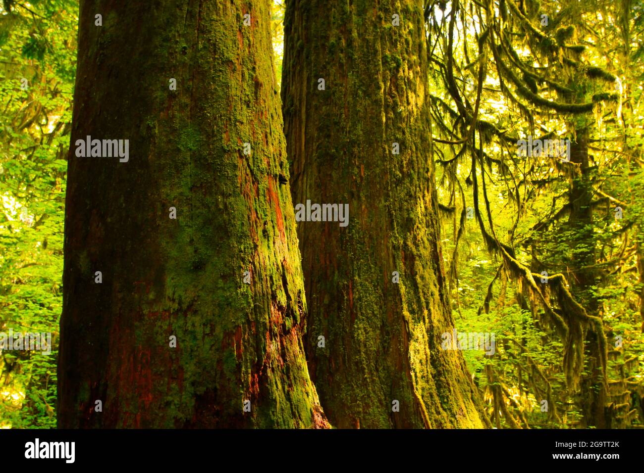 a exterior picture of an Pacific Northwest rainforest Stock Photo - Alamy