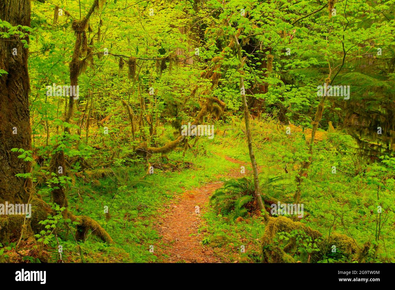 a exterior picture of an Pacific Northwest rainforest trail Stock Photo ...