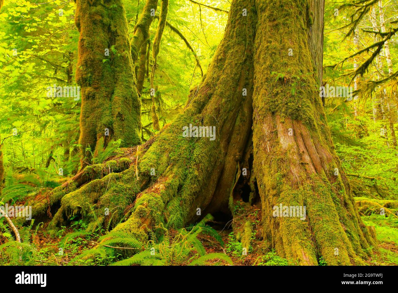 a exterior picture of an Pacific Northwest rainforest Stock Photo - Alamy