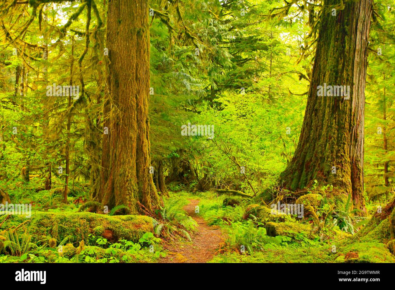 a exterior picture of an Pacific Northwest rainforest trail Stock Photo ...
