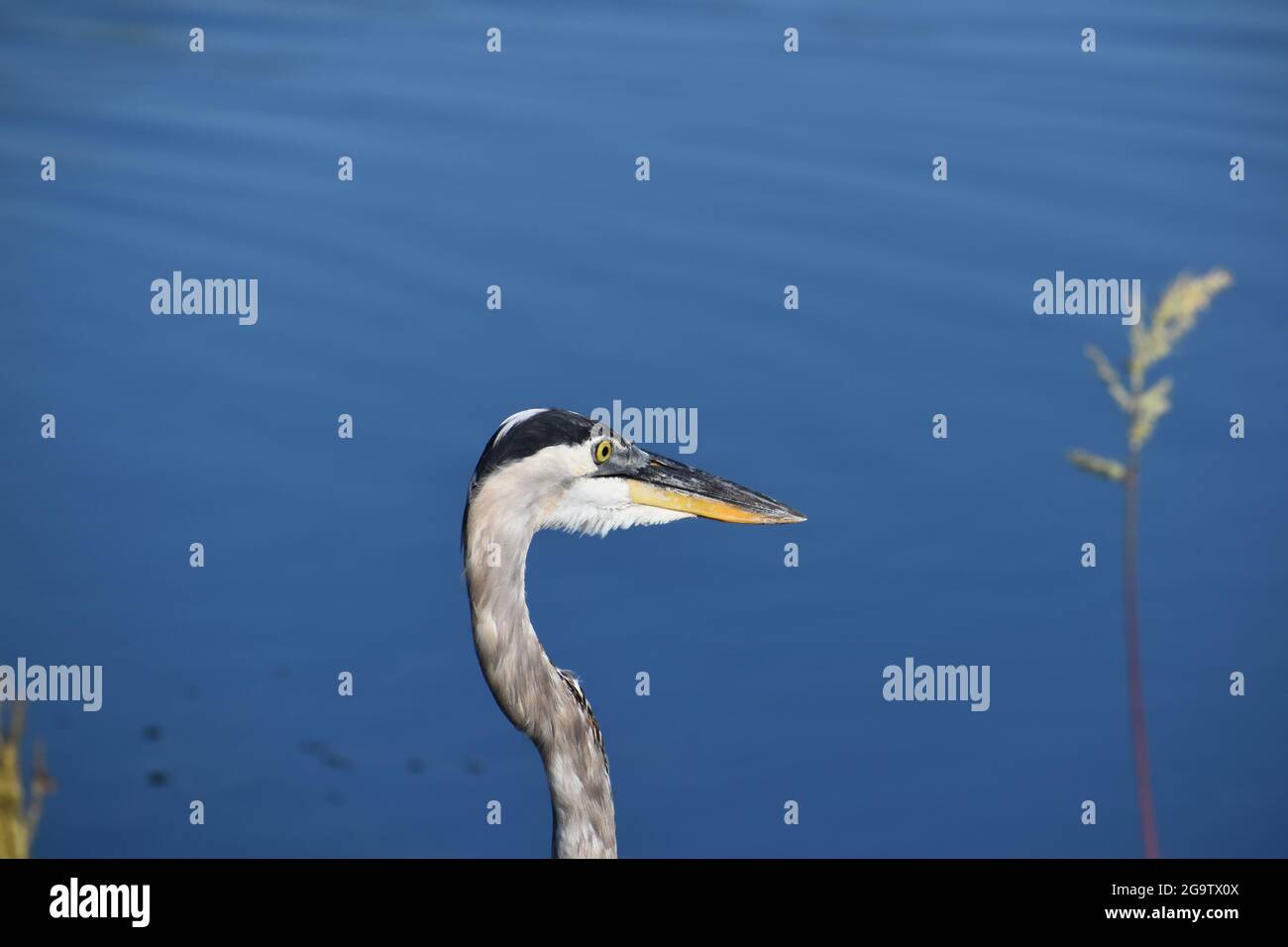 Big bird standing on the top of a tree Stock Photo - Alamy