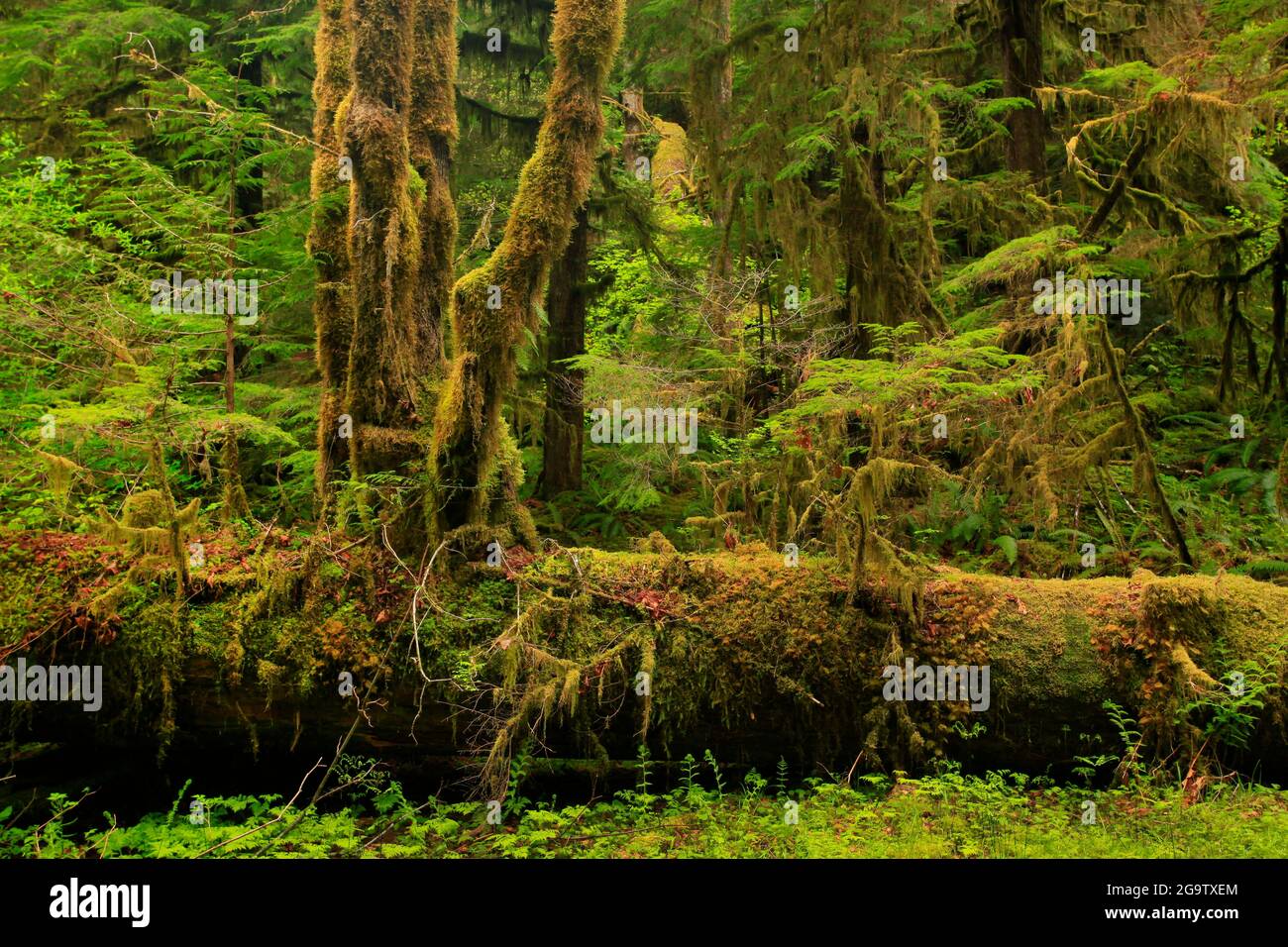a exterior picture of an Pacific Northwest rainforest Stock Photo - Alamy