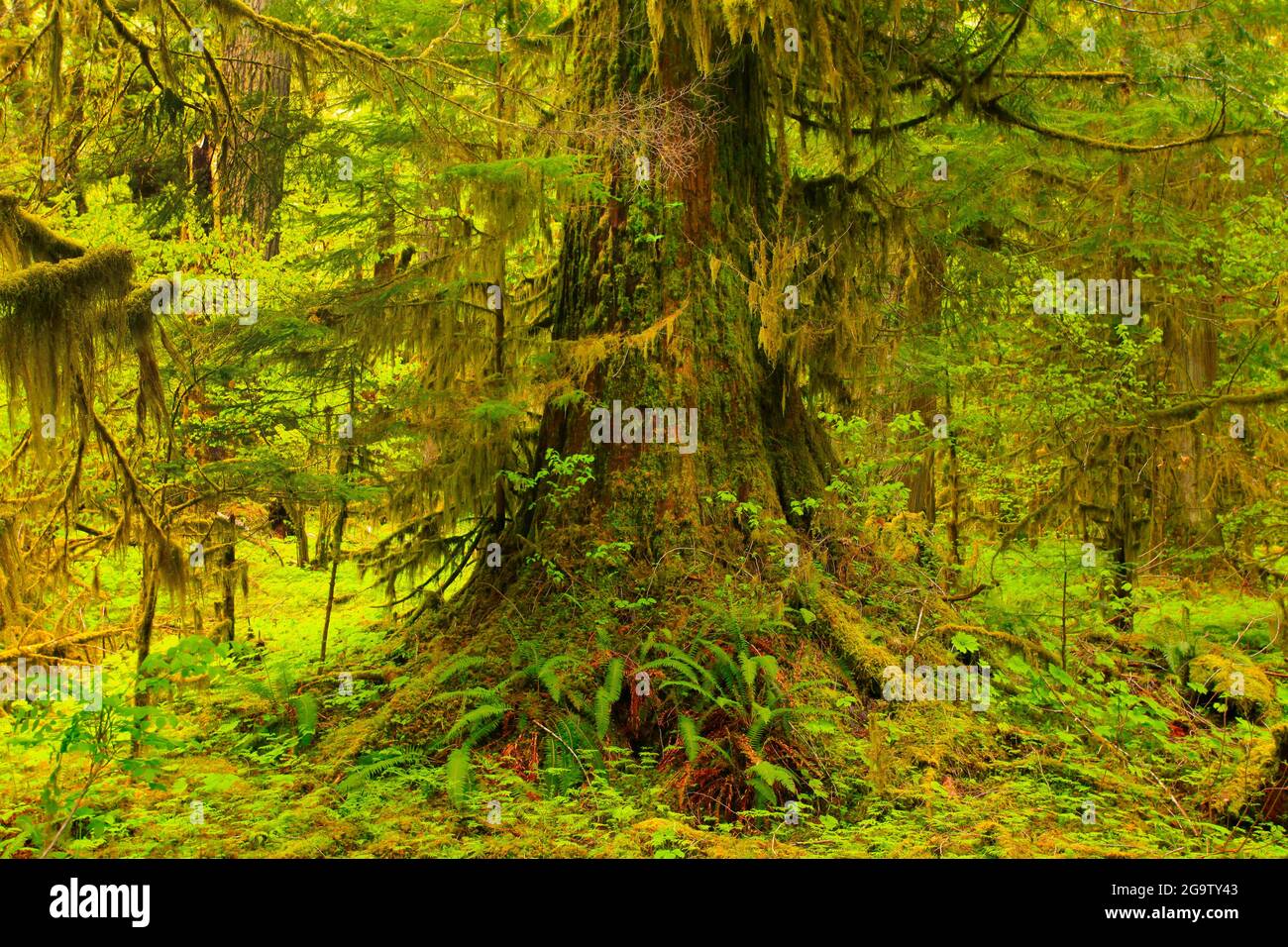 a exterior picture of an Pacific Northwest rainforest Stock Photo - Alamy